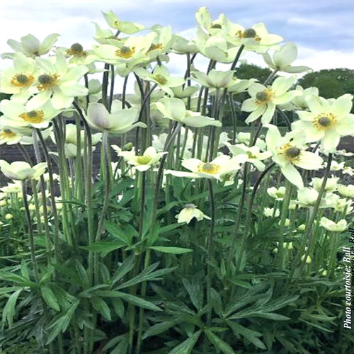 Anémone Spring Beauty™ White | Jardin Trouvailles