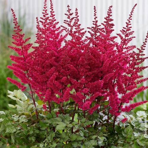 Astilbe 'Visions Volcano' | Jardin Trouvailles
