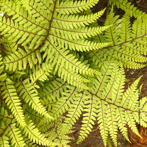 Fougère 'Limelight' | Jardin Trouvailles