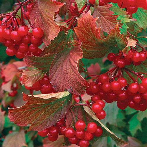 Viorne trilobée (pimbina) 'Compactum' | Jardin Trouvailles