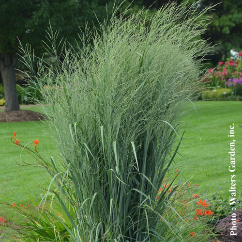 Panic raide 'Totem Pole' | Jardin Trouvailles