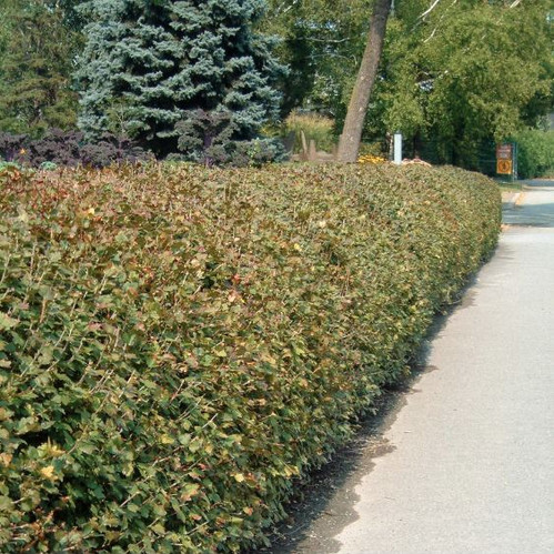 Gadelier alpin 'Schmidt' | Jardin Trouvailles