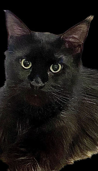 Boys | Manatee Coons | Fl