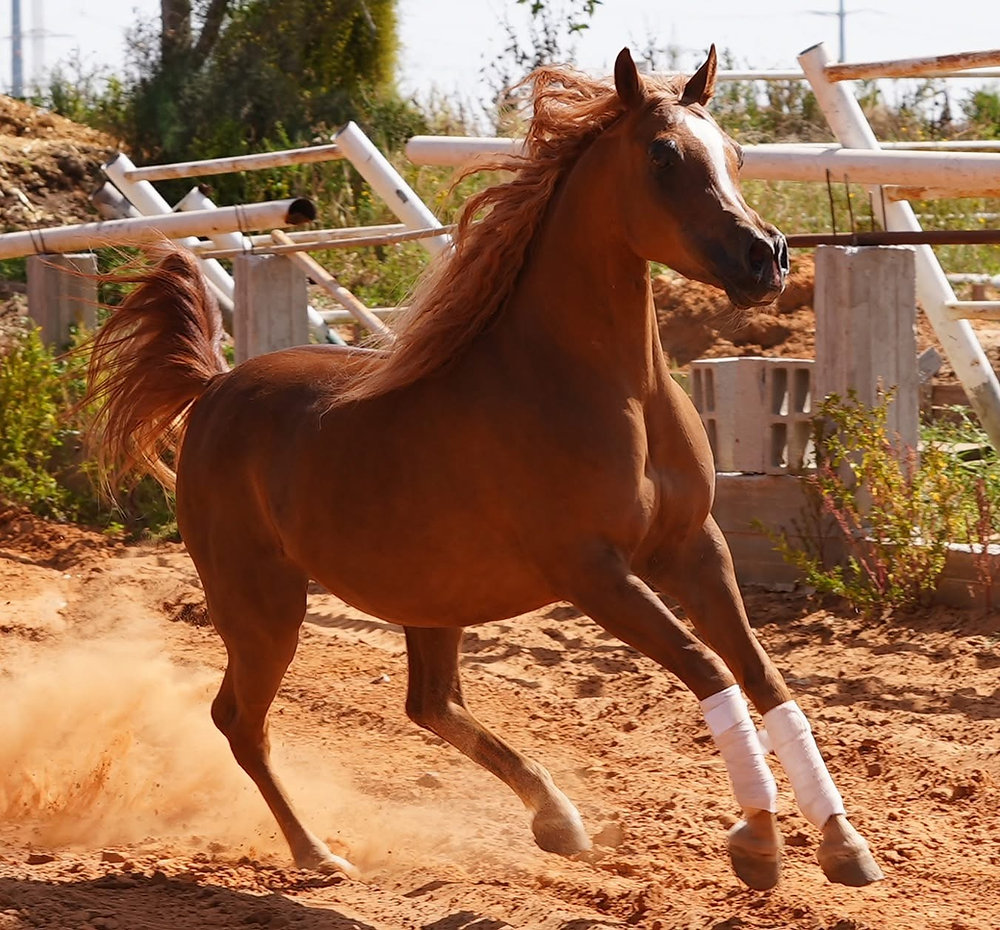 The Healing Journey with Horses: Understanding the Magic of Equine Therapy