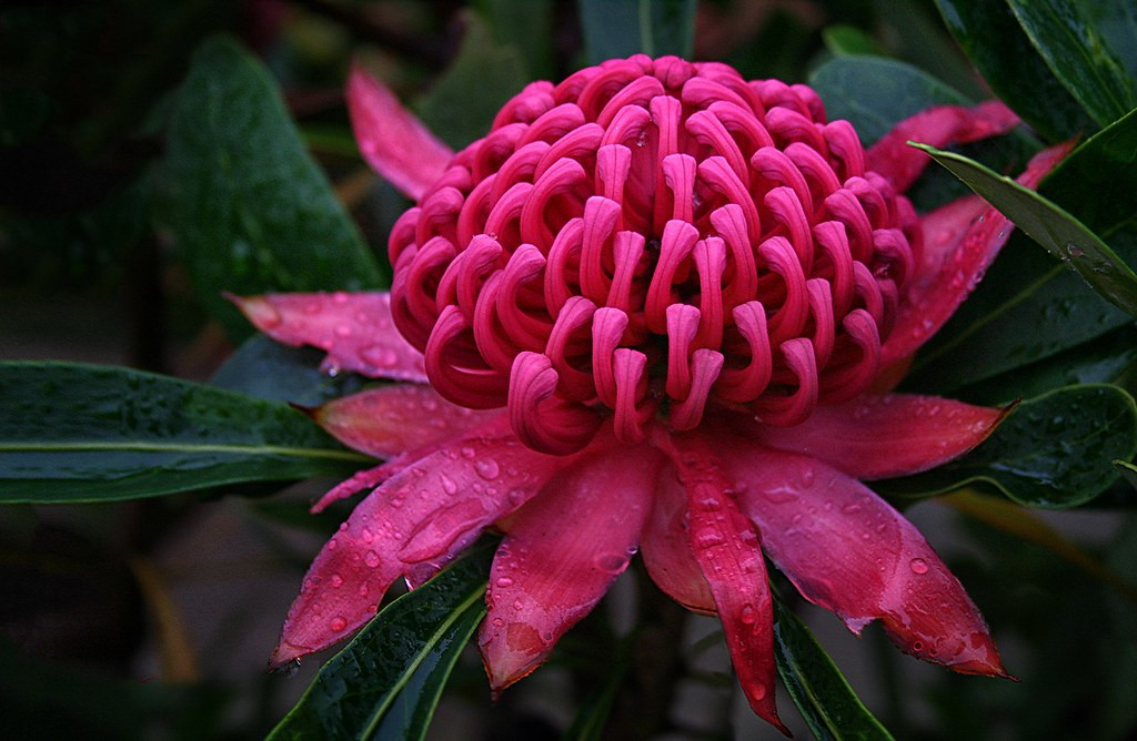 Australian Bush Flower Essences & Healy : Energy Healing Alchemy