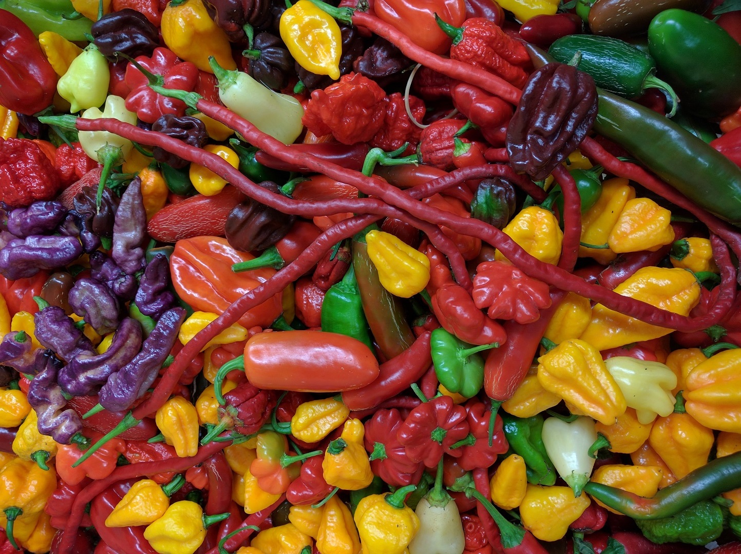 Chilli of the Valley - Heat from the Heart of Wales