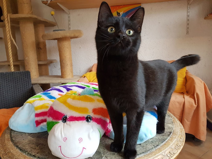 Galerie | Katzenpension