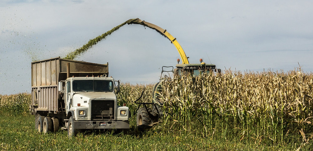 Ensiled Forage Crops are the Cornerstone of Ruminant Nutrition