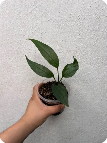 Epipremnum Pinnatum "Skeleton Key" / Pothos Skeleton Key | Eternum Garden