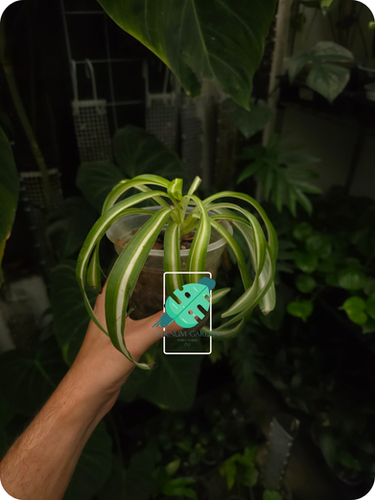 Chlorophythum Comosum Curly / Liston Curly / spider plant | Eternum Garden