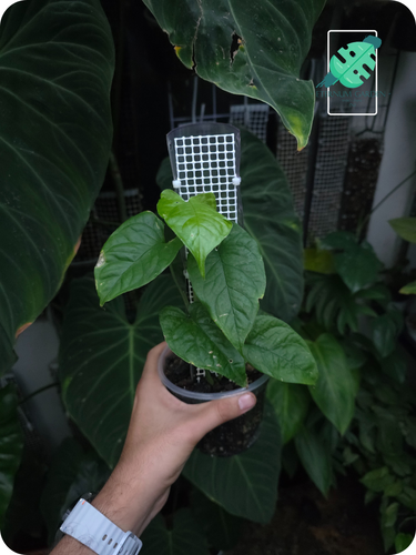 Monstera Membranacea 4.5" | Eternum Garden