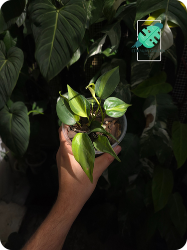 Philodendron Carnival 4.5" | Eternum Garden