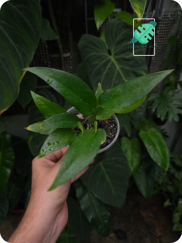 Epipremnum Pinnatum "Skeleton Key" / Pothos Skeleton Key | Eternum Garden