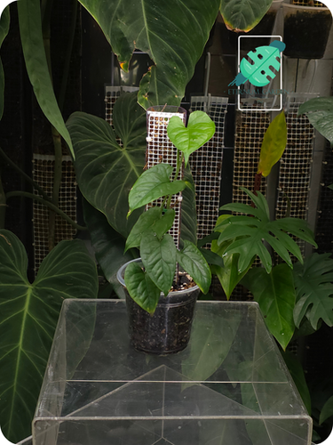 Monstera Membranacea 4.5" | Eternum Garden