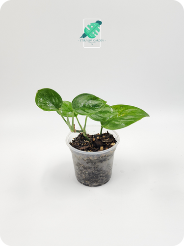 Scindapsus Officinalis | Eternum Garden