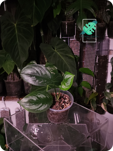 Scindapsus Officinalis | Eternum Garden