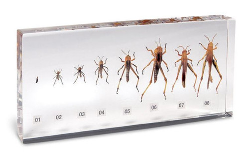Grasshopper Life Cycle Specimen Mount | Carolina Singapore