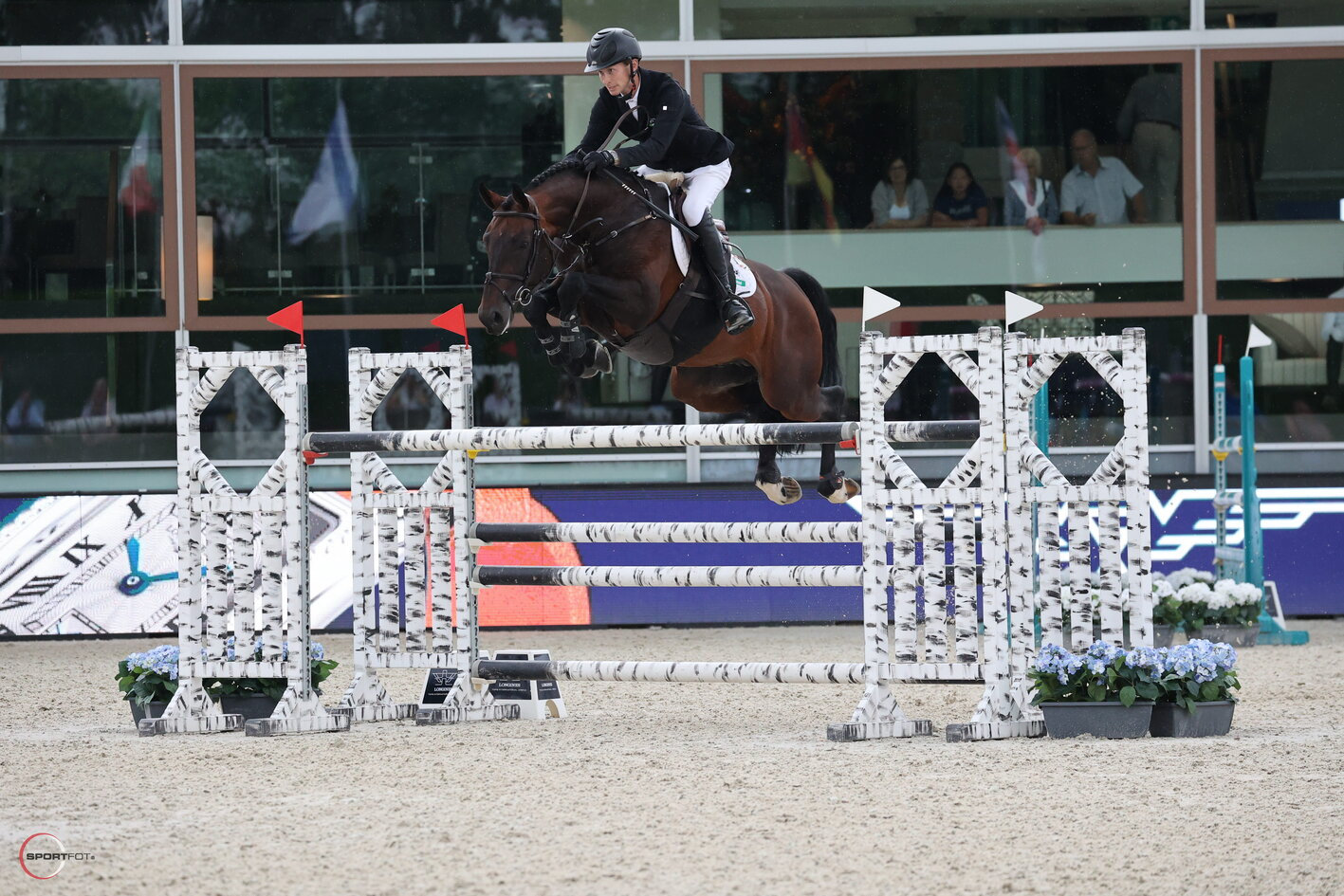 Pommerol de Muze | Majestic Gaits