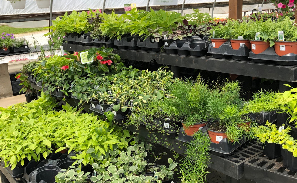 Photo Gallery | Sunnyside Greenhouse | Quaker City