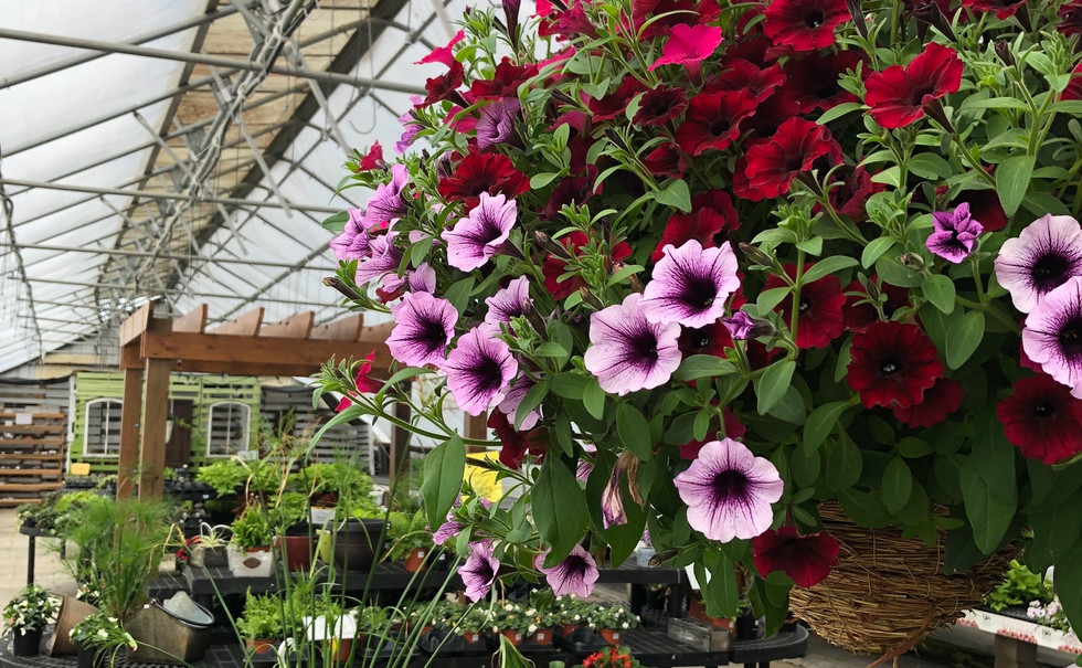Photo Gallery | Sunnyside Greenhouse | Quaker City