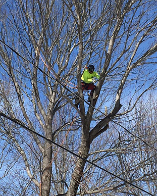 Our Services | Traveling Seed Tree Care