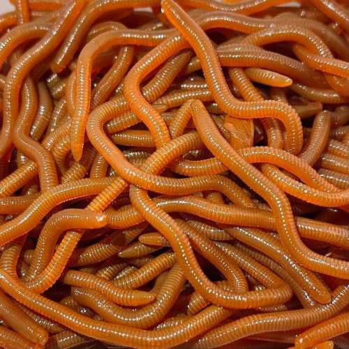 Realistic Worms | flynscotsman