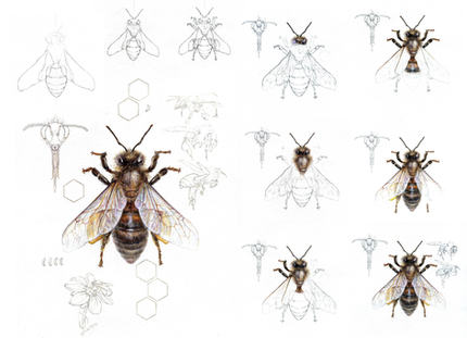 Scientific Drawing | DryIllustration