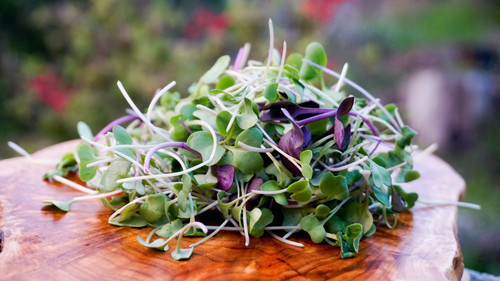 Micro Salad Mix | Energy Source Farms