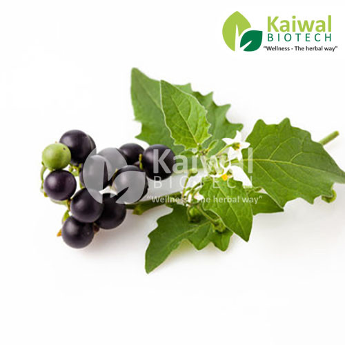 Makoi / Kakmachi | Kaiwalbiotech