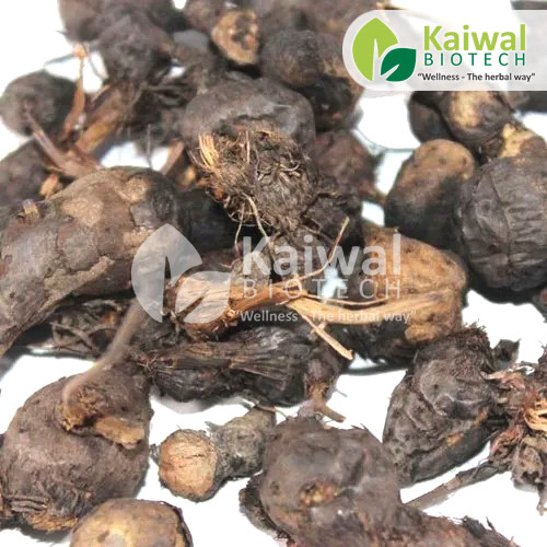 Nagarmotha / Musta | Kaiwalbiotech