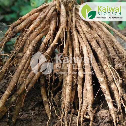 Safed Musli | Kaiwalbiotech