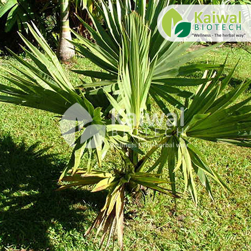 Tal / Till | Kaiwalbiotech