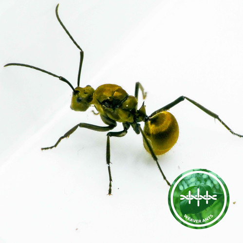 Polyrhachis Proxima - Golden | Ant Antics