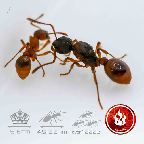 Myrmica rubra - Red Ant | Ant Antics