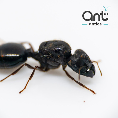 Carebara diversa - Marauder Ants | Ant Antics