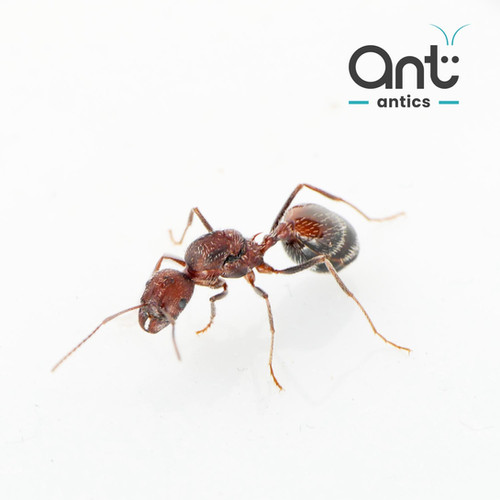 Novomessor Cockerelli Desert Ant Ant Antics