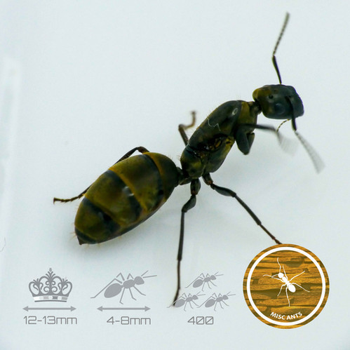 Colobopsis leonardi - Gatekeeper Ant | Ant Antics