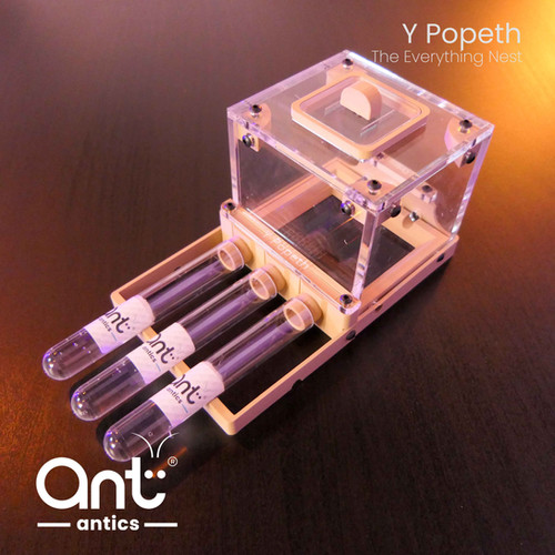 Y Popeth The Everything Nest Ant Antics
