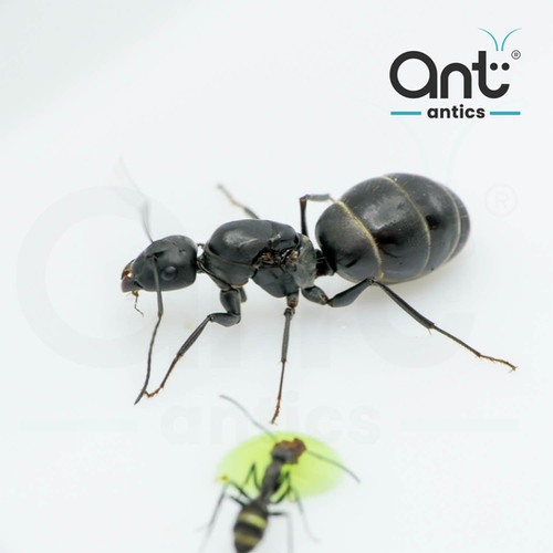 Camponotus micans - Carpenter Ant | Ant Antics