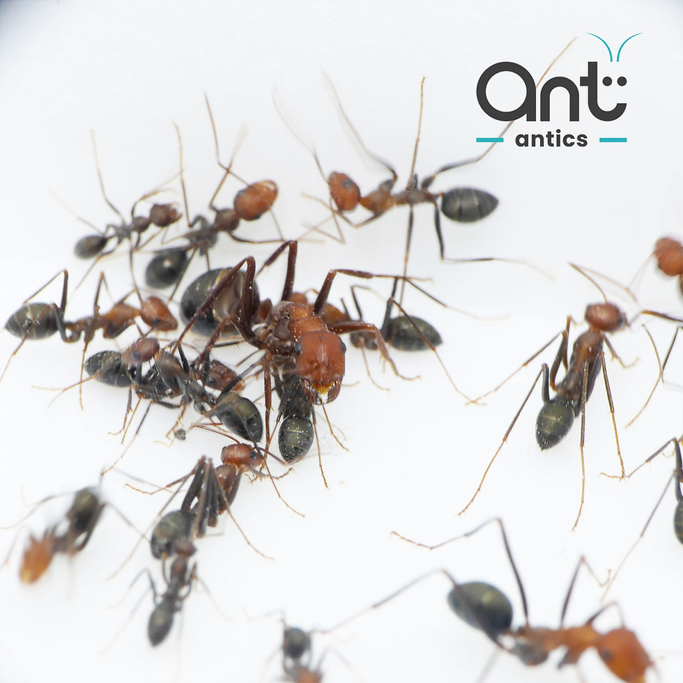 Ant Antics | Award Winning Store | Ant Colonies | Queen Ants | Ant Supplies | Live Ants