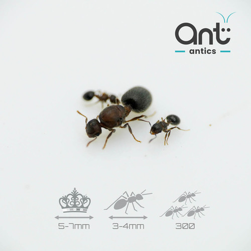 Meranoplus bicolor - Furry Ant | Ant Antics
