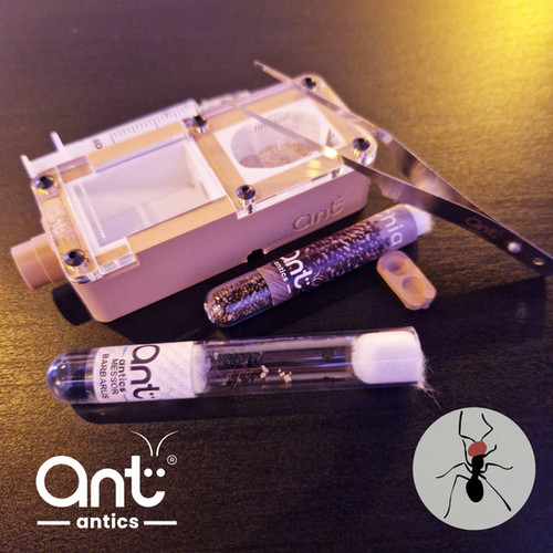 Starter Set (harvester ants) | Ant Antics