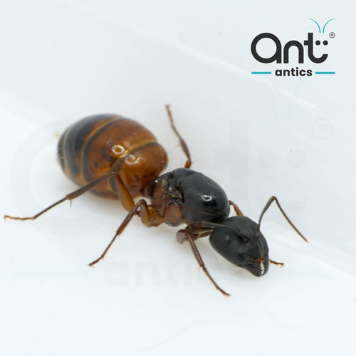 Camponotus vicinus - Carpenter Ant | Ant Antics