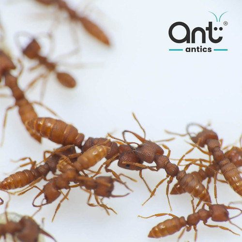 Mystrium camillae - Vampire ants | Ant Antics