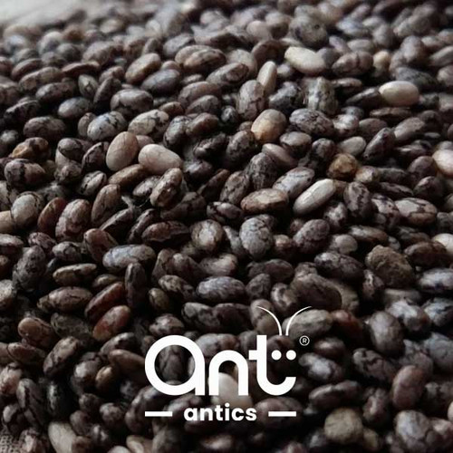 Chia Seeds Harvester Ants Ant Antics
