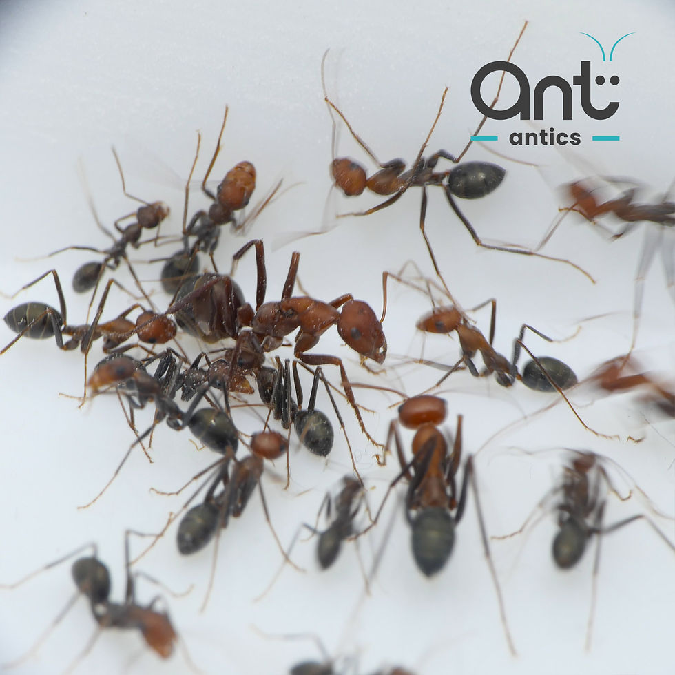 Ant Antics | Award Winning Store | Ant Colonies | Queen Ants | Ant ...