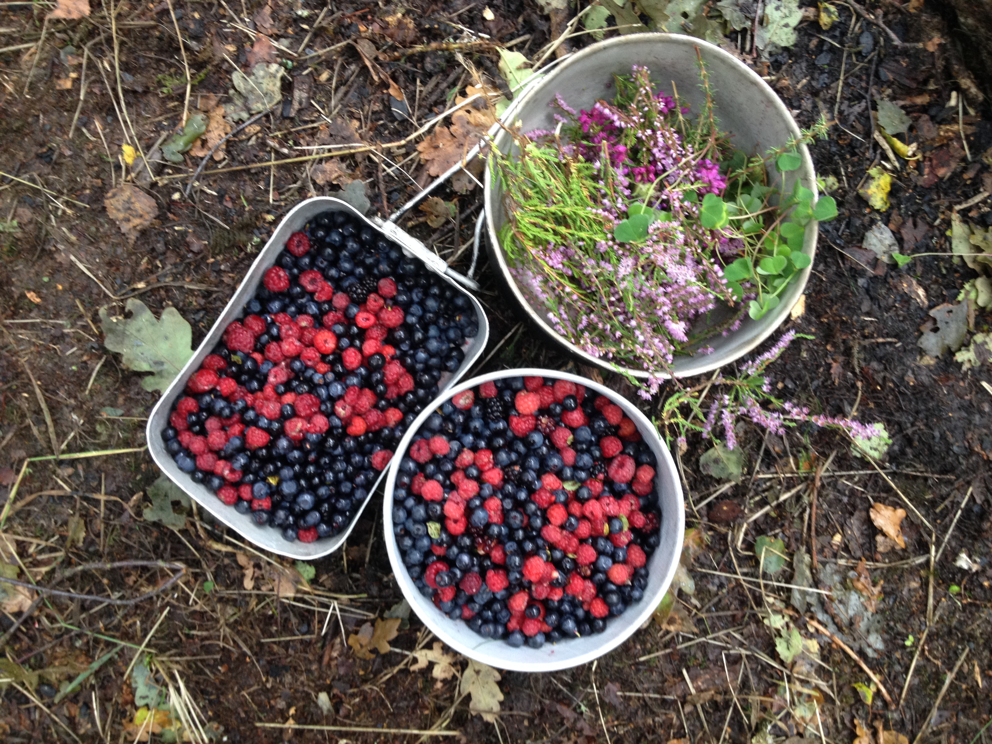 Woodland wild food and foraging course, Sussex & Scotland