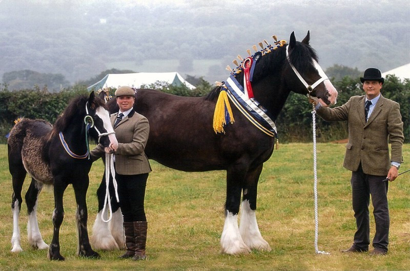 Shire sets | Heavy Horse Decorations