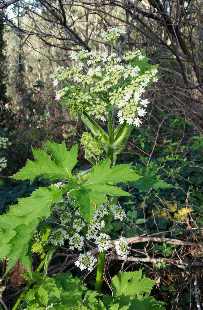 Plant Profile: Cow Parsnip (Heracleum maximum)