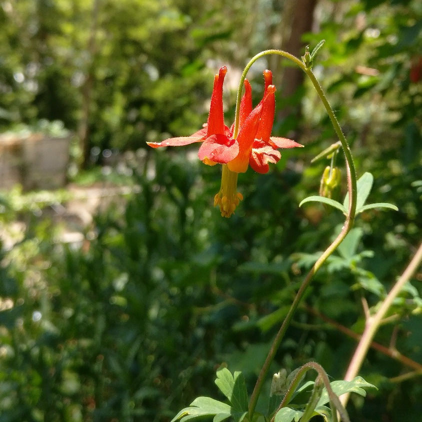 Columbine: A Flower of Meanings